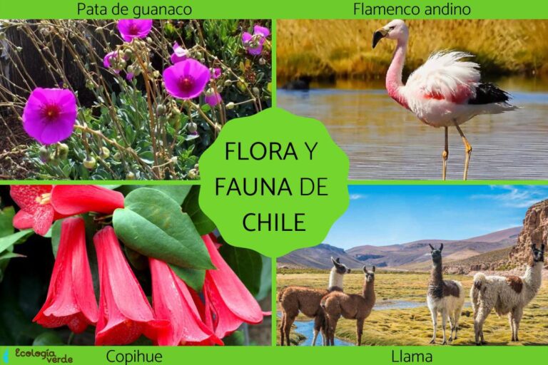 Cuál es la flora y fauna marina de la zona centro de Chile